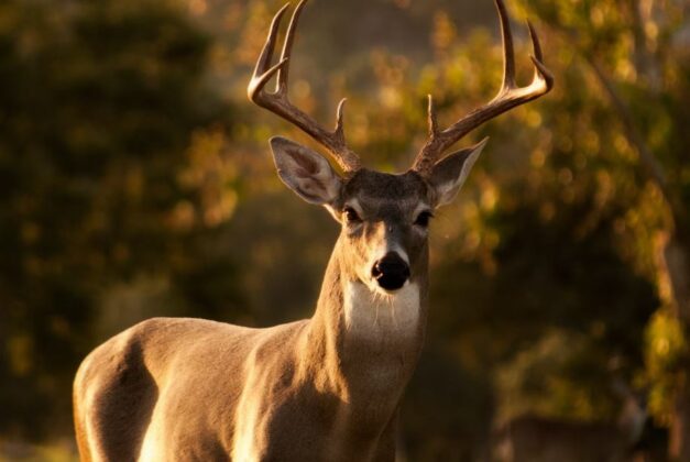 Deer Hunting Checklist - Get Ready for Deer hunting Campaign