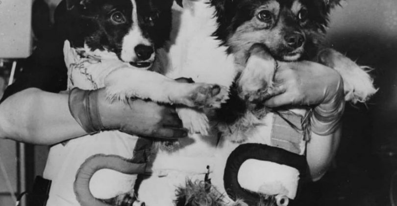 10 Most Famous Dogs In History – APLNGK