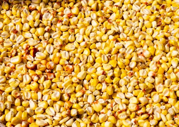 4 Best Places to Buy Popcorn Kernels in Bulk